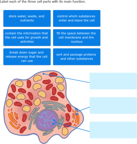 IXL - Animal cell diagrams: label parts (Year 10 science practice)