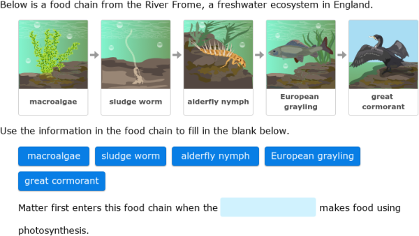 IXL - How does matter move in food chains? (Year 5 science practice)