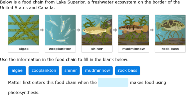 IXL - How does matter move in food chains? (Year 9 science practice)