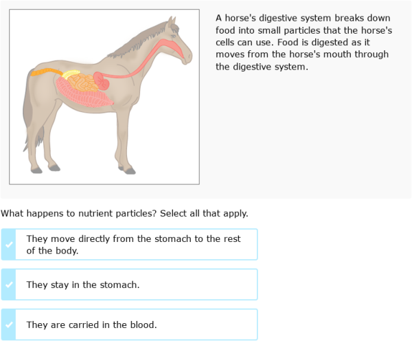 IXL - Body systems: digestion (Year 4 science practice)