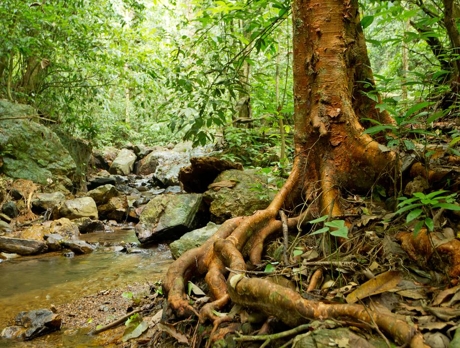 IXL - Describe ecosystems (Year 8 science practice)