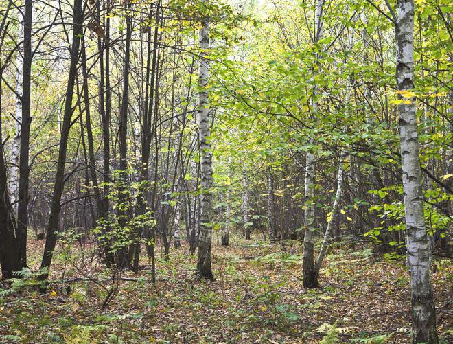 IXL - Identify ecosystems (Year 7 science practice)