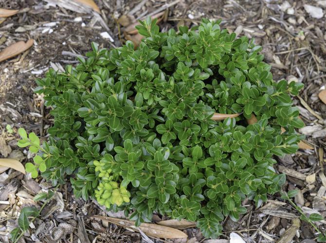 IXL - Match plants to their parents (Year 2 science practice)