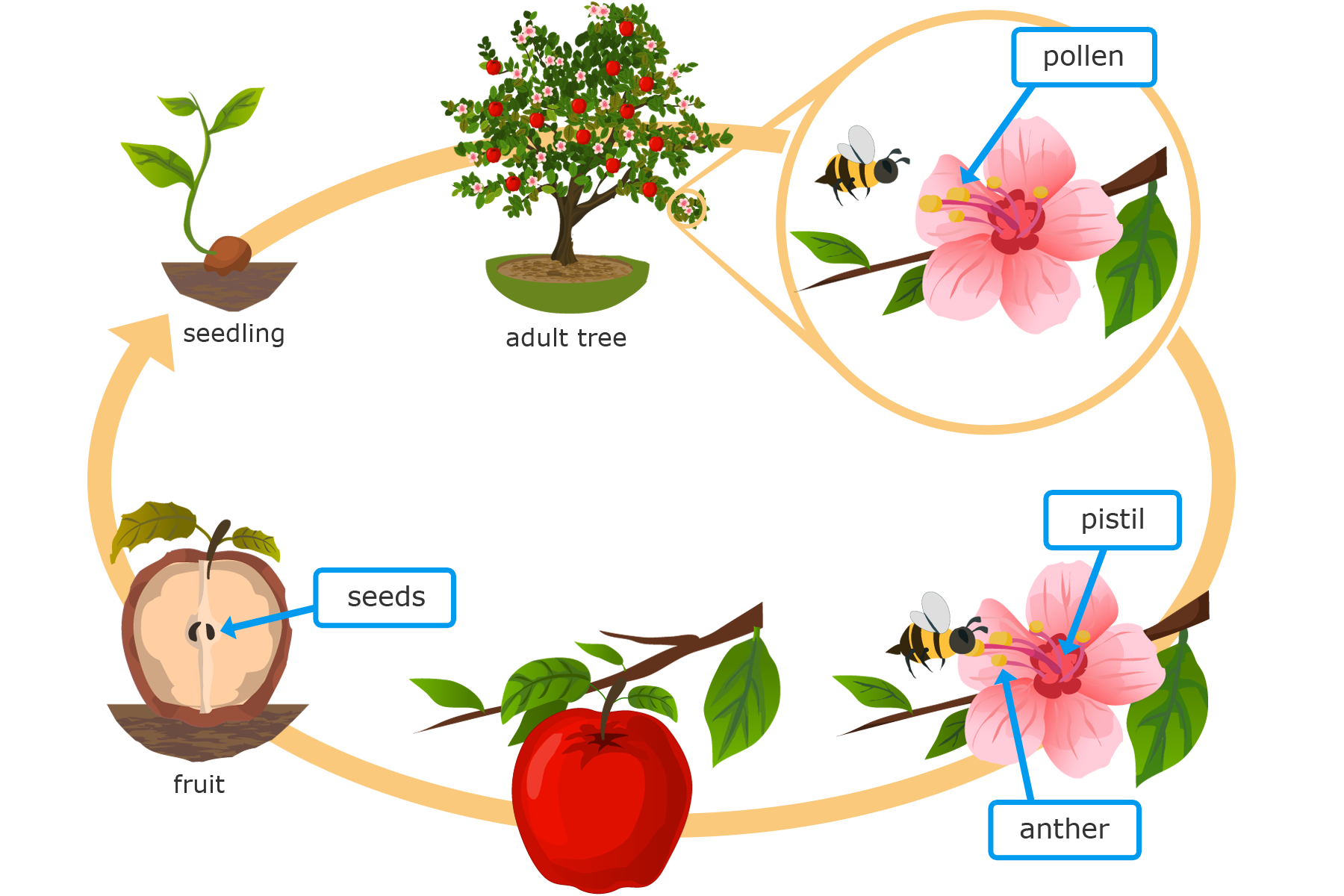 Flower Life Cycle Diagram For Kids Life Cycle Of Plants | 5 Stages