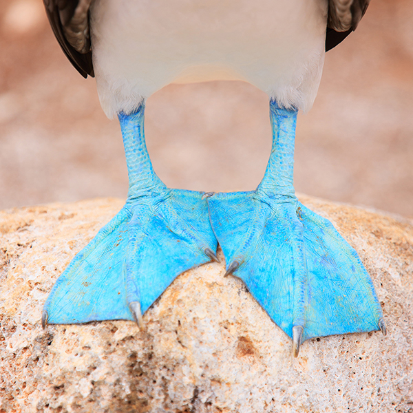 IXL - Animal adaptations: feet and limbs (Year 6 science practice)