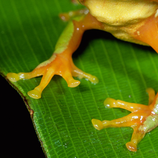 IXL - Animal adaptations: feet and limbs (Year 6 science practice)