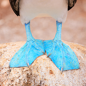 IXL - Animal adaptations: feet and limbs (Year 6 science practice)