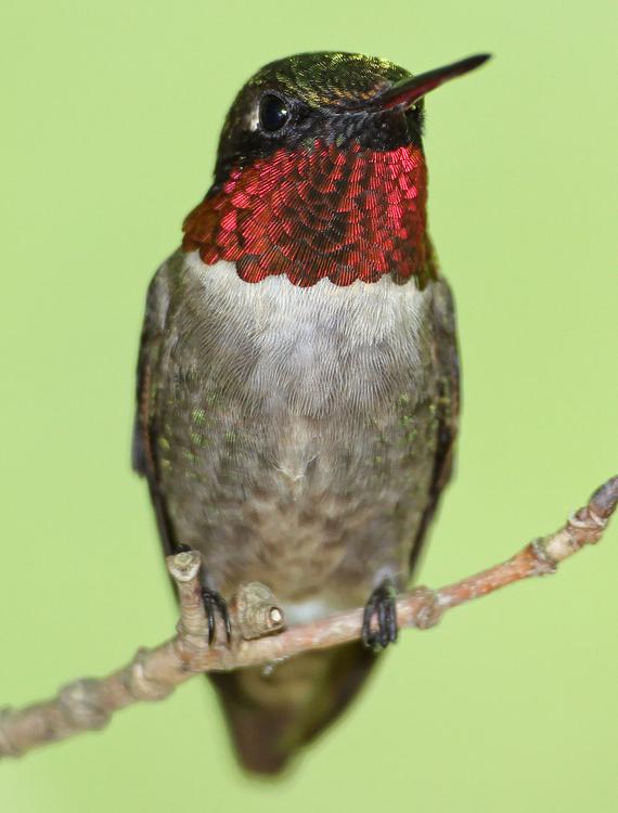 IXL - Pollinator: ruby-throated hummingbird (Year 3 science practice)