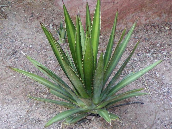 IXL - Match plants to their parents (Year 2 science practice)